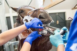 Horse Teeth Chart by Age: Understanding Equine Dental Development - Pro ...